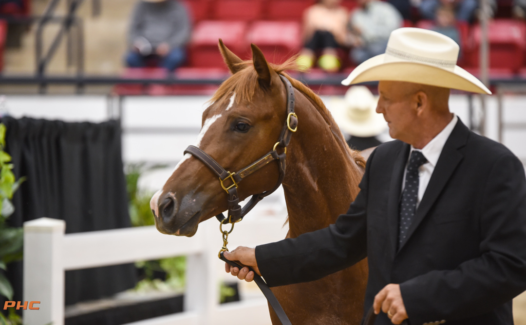 Metallic Cincin tops Rocking P Ranch Production Sale at $225,000 ...