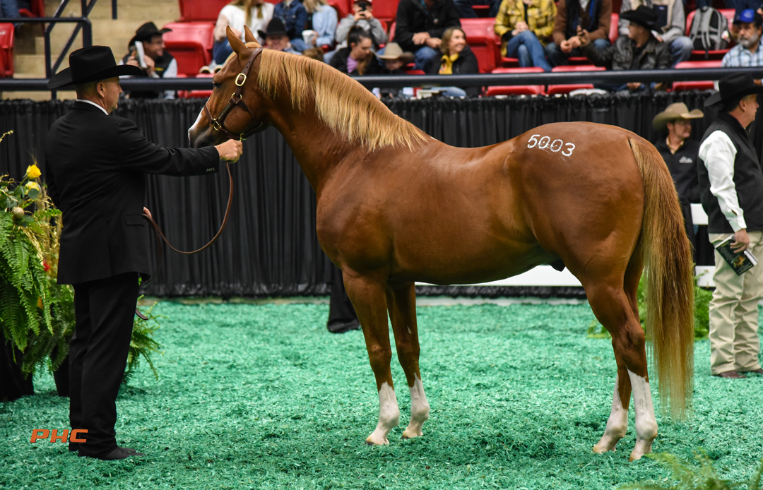 All-time record for Center Ranch Dispersal Sale – SallyHarrison.com