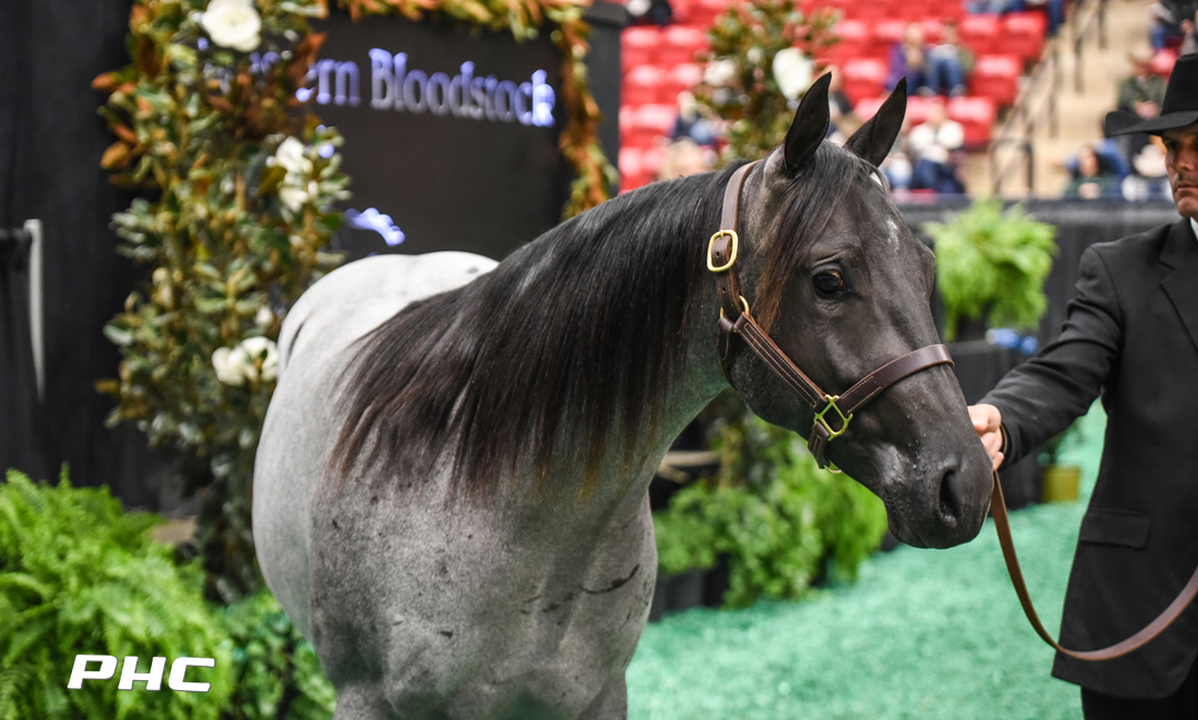 2024 NCHA Futurity Sales Soar – SallyHarrison.com